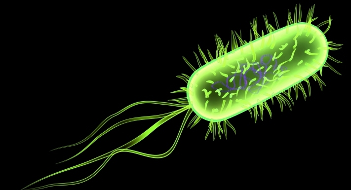 BAKTERI E. coli – MauSehat.Com